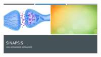 Sinapsis neuronal del sistema nervioso central | Resúmenes de Biología | Docsity