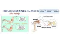 Diapositivas de Arco reflejo anatomia | Diapositivas de Anatomía | Docsity