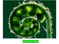 Os ciclos de vida dos seres vivos - Docsity