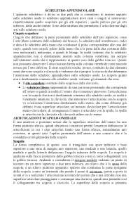 Scheletro appendicolare - Docsity