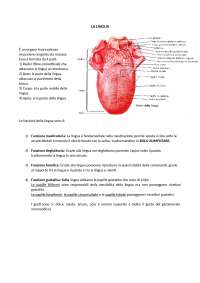 Appunti sull'anatomia della lingua - Docsity