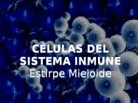Celulas del Sistema Inmune Células Mieloides - Docsity