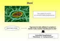 Stomi struttura e funzioni - Docsity