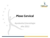 Plexo cervical neuroanatomia - Docsity