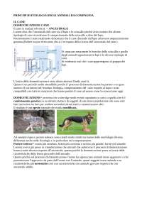 Principi di etologia degli animali da compagnia lez. 1 - Docsity