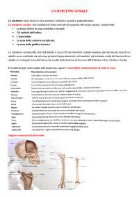 Lo scheletro assiale - Docsity