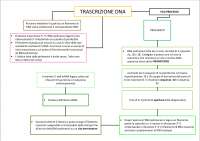 Mappa schematica del processo di Trascrizione del DNA. | Schemi e mappe ...