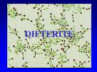 Difterite eziologia patogenesi - Docsity