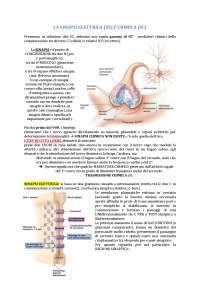 Sinapsi Chimica ed Elettrica a confronto nel Sistema Nervoso / breve ...