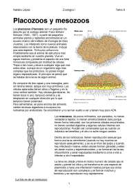 Mesozoos y placozoos Apuntes Zoologia - Docsity
