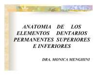 Anatomia denticion definitiva - Docsity