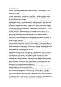 MEDULA ESPINAL Y CEREBELO - Docsity