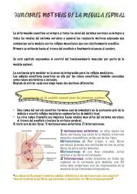 Capitulo 55 Funciones motoras de la medula espinal. - Docsity