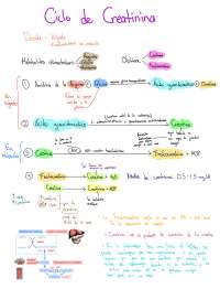 Ciclo de creatinina- bioquímica - Docsity