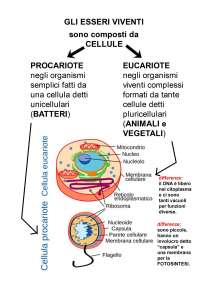 La cellula parte 1 mappa concettuale cellula | Dispense di Scienze ...