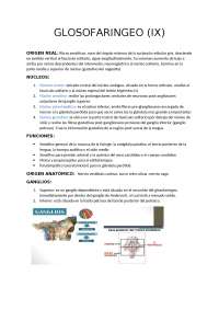 Nervio glosofaringeo - Docsity