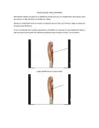 Musculos del muslo (parte anterior) - Docsity