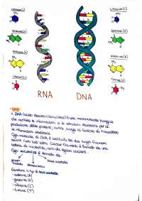 DNA e RNA, e differenze - Docsity