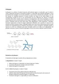Glicogeno sintesi e struttura | Sintesi del corso di Biochimica | Docsity