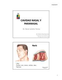 Cavidad nasal: Anatomía, Fisiología. - Docsity