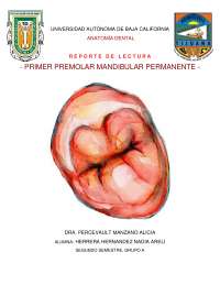 Primer premolar inferior resumen - Docsity