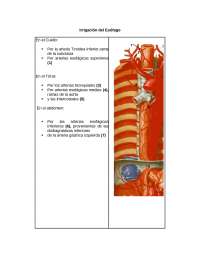 Irrigacion e inervacion del Esofago - Docsity