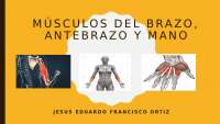 Musculos del brazo, antebrazo y mano - Docsity