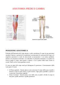 ANATOMIA PIEDE E GAMBA - Docsity