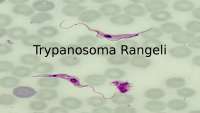 Tripanosoma Rangeli Caracteristicas - Docsity