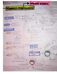 Mapa conceptual de embriologia | Esquemas y mapas conceptuales de ...