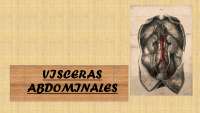 Visceras abdominales anatomia - Docsity