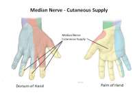 Inervación de la mano - Docsity