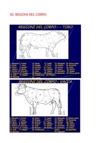 Zootecnia II TBA - regioni del corpo (testa, collo, tronco) - Docsity