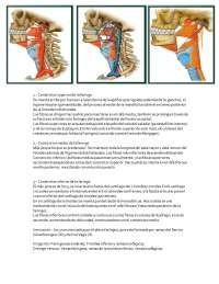Músculos pared faríngea - Docsity