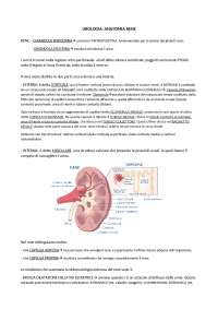 UROLOGIA ANATOMIA DEL RENE - Docsity