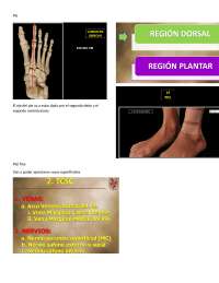 Anatomía de la pierna - Docsity