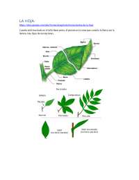 La hoja y sus partes - Docsity