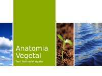 Anatomia Vegetal - Apostila para auxiliar na aprendizagem de Botânica ...