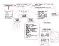 Staphylococcus flujograma | Esquemas y mapas conceptuales de Biología | Docsity