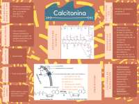 Calcitonina- Mapa mental. - Docsity
