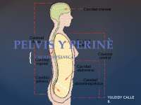 Cavidad pelvica (pelvis y perine) - Docsity
