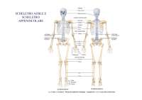 Il cranio è l'insieme delle ossa che formano la testa dello scheletro ...