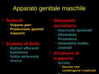 ANATOMIA UMANA, apparato genitale maschile - Docsity