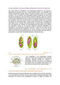 Nutrofilos y macrofagos - Docsity