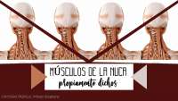 MÚSCULOS DE LA NUCA: Generalidades - Docsity
