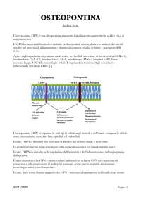 Osteopontina- fisiologia e fisiopatologia su ossa e reni - Docsity