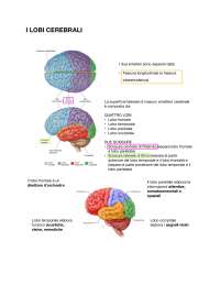 Schema lobi cerebrali - Docsity