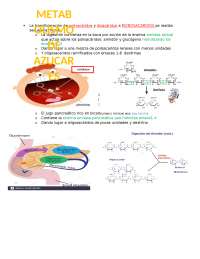 Metabolismo de azucares - Docsity
