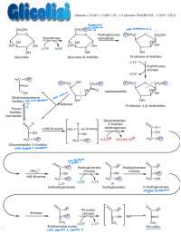 Reazioni della glicolisi pdf - Docsity