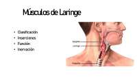 Músculos de laringe - inervacion, irrigaciones y accion | Apuntes de ...